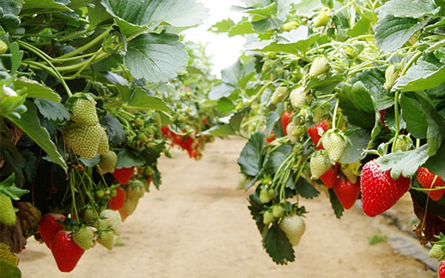 Strawberry Scientific Classification